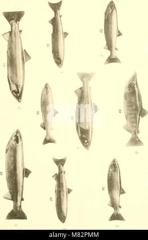 . Vérifier la liste des poissons de la Dominion du Canada et de Terre ...