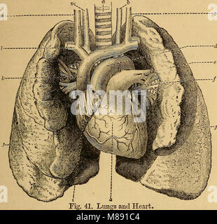« Elements of animal Physiology, Chiefly Human » (1873) est un texte ...