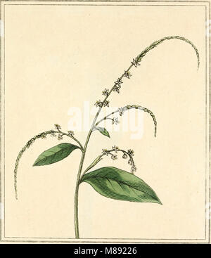 *Elements of the Science of Botany* (1812) présente le système de ...