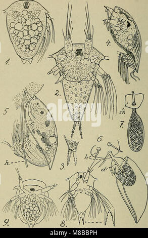 Ce manuel illustré sur la faune danoise fournit des descriptions ...