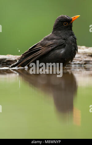 Dans drinkvijver badend Merel homme eurasien, mâle Blackbird baignade ...