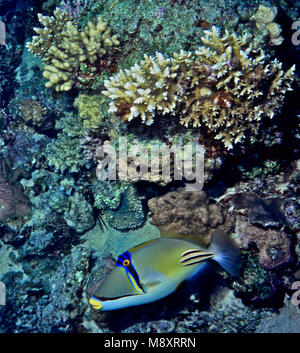Baliste Picasso dans la mer Rouge Photo Stock - Alamy