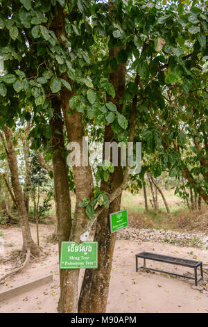 Nux Vomica, arbre de la Strychnine (Strychnos nux-vomica), plante en ...