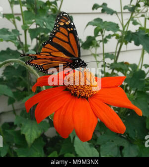 Une photo d'un papillon monarque dans le Missouri, mettant l'accent sur ...