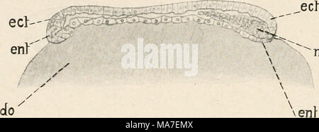 . Einführung in die Biologie . '-Mes Fig. 181. Des Furchung Wurmeis ...