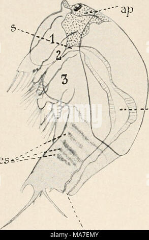 . Einführung in die Biologie . '-Mes Fig. 181. Des Furchung Wurmeis ...