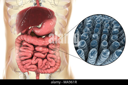 3d illustration villosités intestinales. Doublure de l'intestin. Les ...