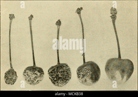 Apple en 6 stades de décomposition Photo Stock - Alamy