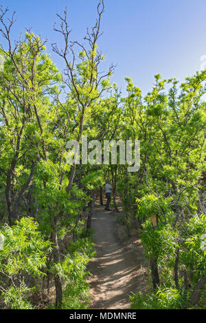 Sam Nail Ranch, Big Bend National Park, Texas, USA, Moulin, Ferme ...