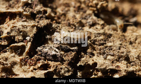 Drywood travailleur termite sur le bois pourri, les tunnels et les ...