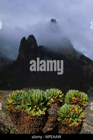 Dendrosenecio keniodendron SÉNEÇON GÉANT Teleki Valley, Parc National ...