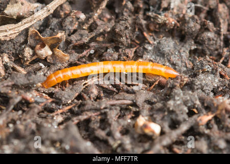 La larve de taupin, de l'insecte, cliquez sur le jardin et un en ...
