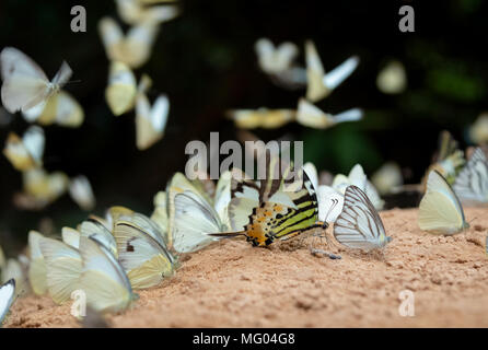 Diversité des espèces de papillons papillon,lèche le sel de l ...