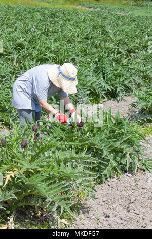 Les castraure (premiers bourgeons) de l'Artichaut Violet (carciofo ...