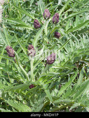 Les castraure (premiers bourgeons) de l'Artichaut Violet (carciofo ...