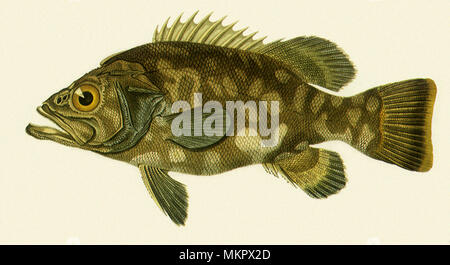 Polyprion americanus, wreckfish, pierre basse, un gros poisson de l ...