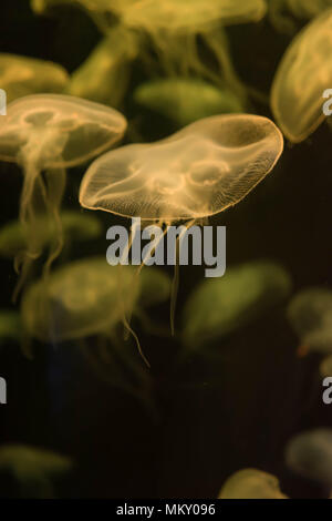 Un méduse de lune ou Aurelia aurita avec des algues jaunes et vertes en ...
