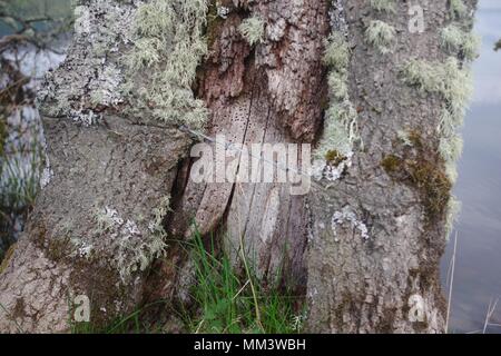 Frene,tronc de l'arbre, l'écorce des arbres Photo Stock - Alamy