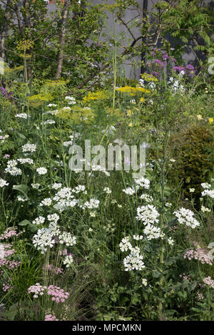 Myeloma UK le jardin. Designers : John Everiss, Francesca Murrell ...