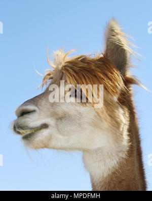 L'alpaga et du lama avec drôle hairstyle Photo Stock - Alamy