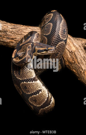 Manger un serpent Python boule souris blanche Photo Stock - Alamy
