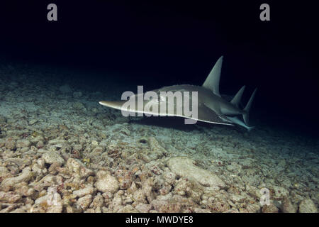 Poisson-guitare repéré blanc (Rhynchobatus australiae) avec trois ...