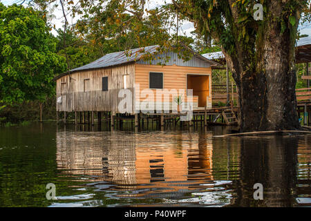 Uarini suis Floresta Amazônica Floresta Floresta Canal do Rio Japurá ...