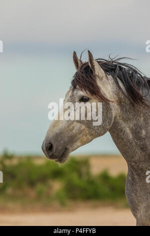 Pénis de cheval Photo Stock - Alamy