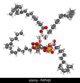 La molécule de cardiolipine (tétralinoleoyl cardiolipine). Composant ...