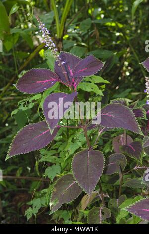 Patiquina Roja (Dieffenbachia spp.). Plantes médicinales pour soulager ...