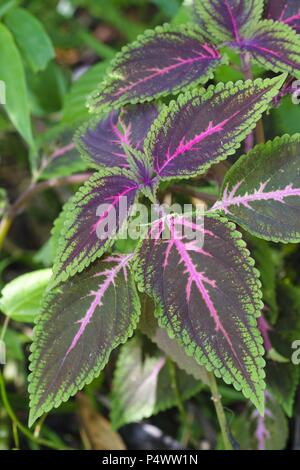 Patiquina Roja (Dieffenbachia spp.). Plantes médicinales pour soulager ...
