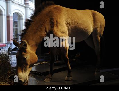 Taxidermia. Ejemplar disecado de un Caballo de caballo salvaje ...