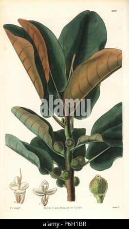 Port Jackson Fig, Rusty-Leaf (Fig Ficus rubiginosa variegata, Ficus ...