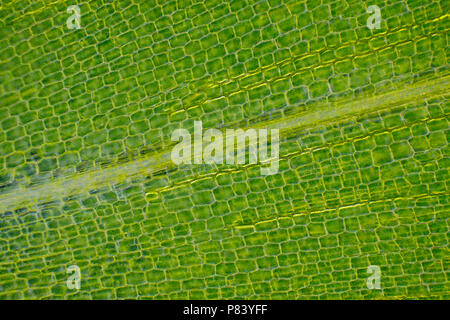 Élodée du Canada / Canadian potamot, Elodea canadensis en fleur. Étang ...