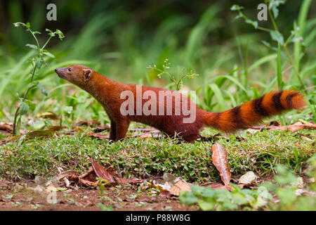 Ring-tailed mongoose (Galidia elegans), sous-famille des Galidiinae ...
