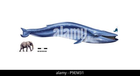 Taille comparée entre la baleine bleue, l'éléphant et l'homme Photo ...