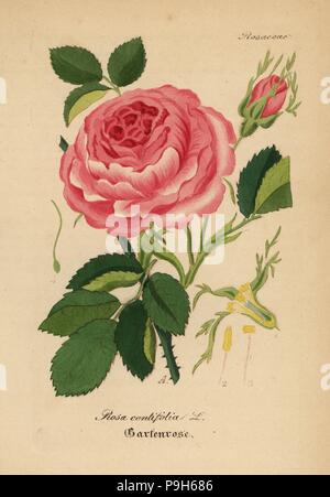 Le chou, rose centifolia Rosa. Crépi coloriée à la gravure sur cuivre ...