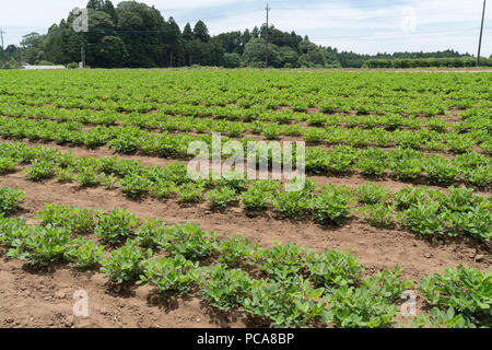 Champ d'arachides en haut de Plateau Shimōsa, Tako Ville, préfecture de ...