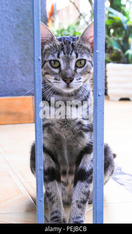 Portrait d'un prisonnier derrière les barreaux Photo Stock - Alamy