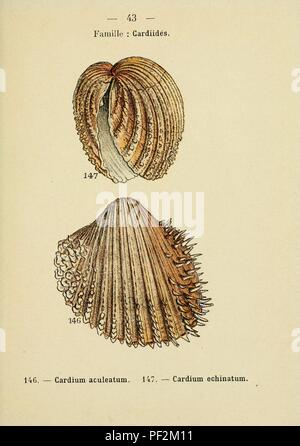 . Atlas de poche des coquilles des côtes de France (Manche, océan ...
