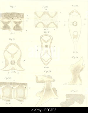 Ce travail propose une étude morphologique et paléontologique des ...