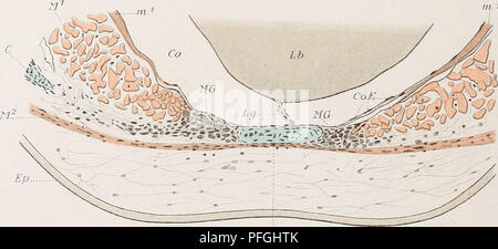 . L'anatomie comparée. Anatomie, comparatif. Fig. 154.-diagrammes ...