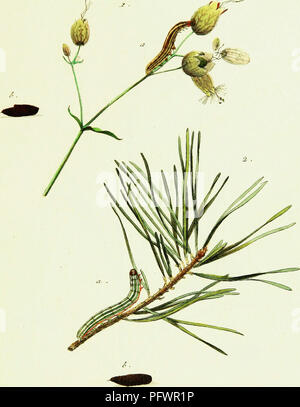 Cet ouvrage, de Jacob Hübner, couvre l’histoire et la classification ...