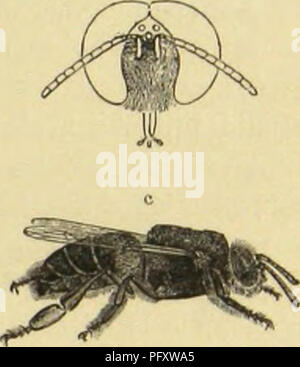 Ce travail se concentre sur les insectes, les millipèdes et les ...