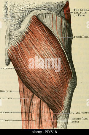 Gluteus maximus - anatomie des muscles des jambes animation Photo Stock ...