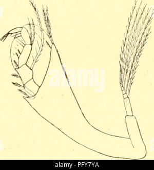 Cette étude se concentre sur les Cumacea, un groupe de petits crustacés ...