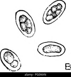 Les ankylostomes, Ancylostoma duodenale et Necator americanus ...