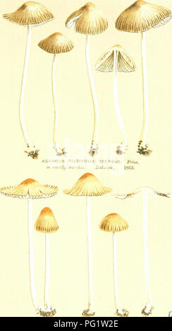 Illustrations de champignons britanniques (Hymenomycetes), pour servir ...