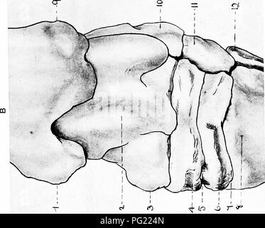 . L'Anatomie chirurgicale du cheval ... Les chevaux. VL-dissection ...