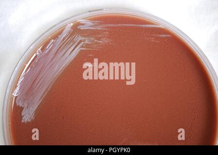 Morphologie des colonies de bactéries Gram-négatif Burkholderia ...